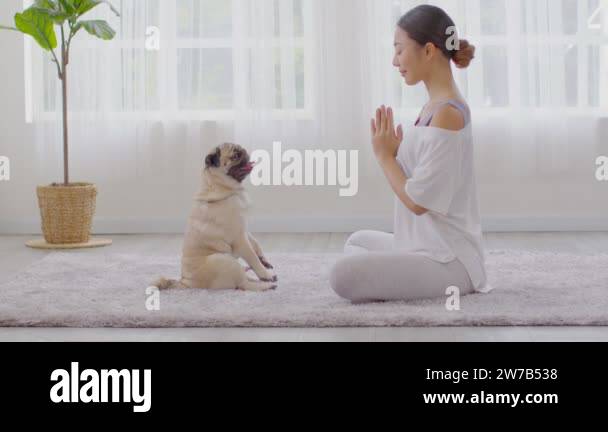 Breed pose Stock Videos & Footage - HD and 4K Video Clips - Alamy