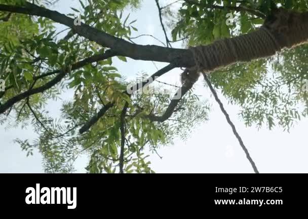 Scary tree limbs Stock Videos & Footage - HD and 4K Video Clips - Alamy