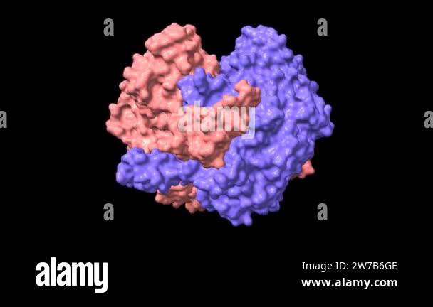 Structure Of Human Glucose 6 Phosphate Isomerase Animated 3d Cartoon And Gaussian Surface