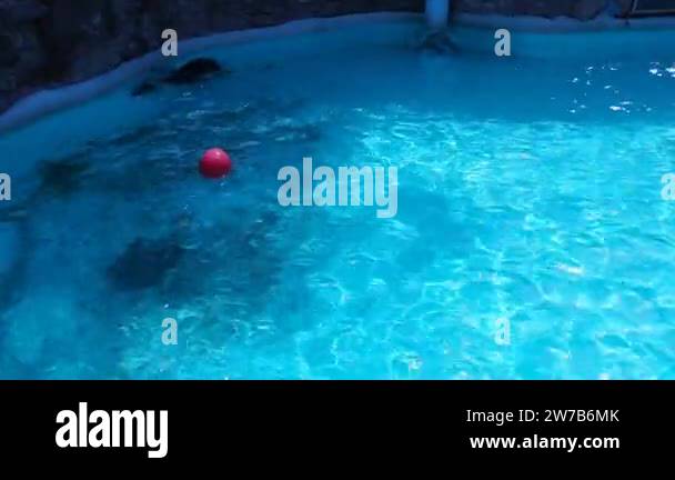 The seal swims under water and turns sharply in the other direction ...