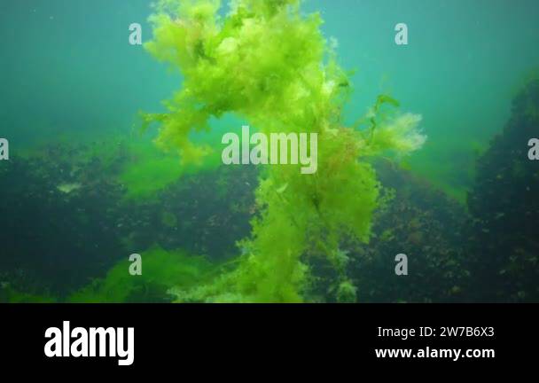 Different species of green (Cladophora), brown and red algae on stones ...
