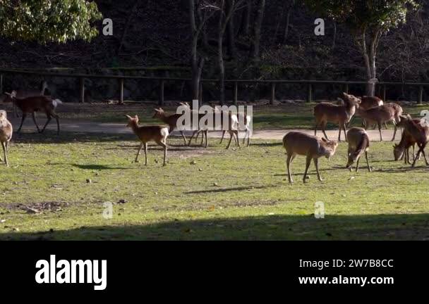 Sika deer live freely in a Japanese Nara Park. A young wild Cervus ...