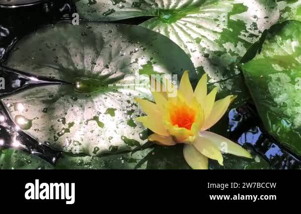 Gorgeous high-quality 4k footage of the lotus flower, a symbol of truth ...