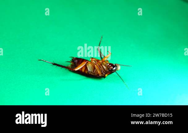 Cockroach insects Stock Videos & Footage - HD and 4K Video Clips - Alamy
