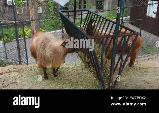 Himalayan tar Stock Videos & Footage - HD and 4K Video Clips - Alamy