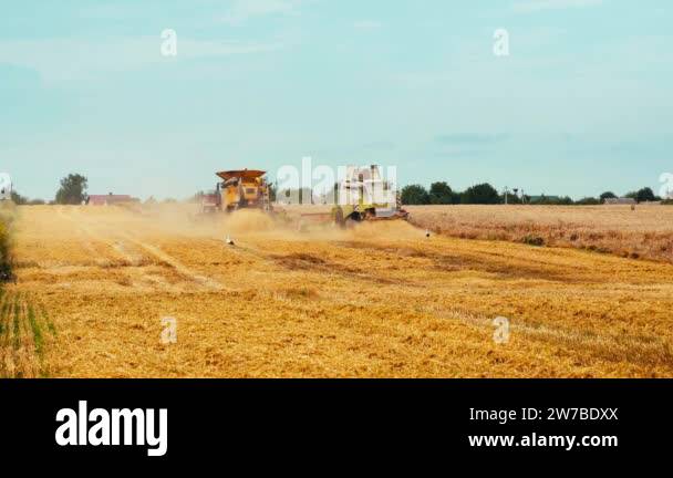 Wheat harvesting on field in summer season. Two modern combine ...