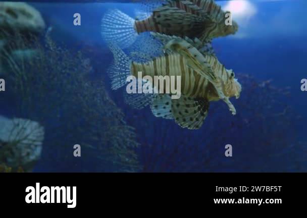 Red lionfish, Pterois volitans or zebrafish. Venomous coral reef fish ...