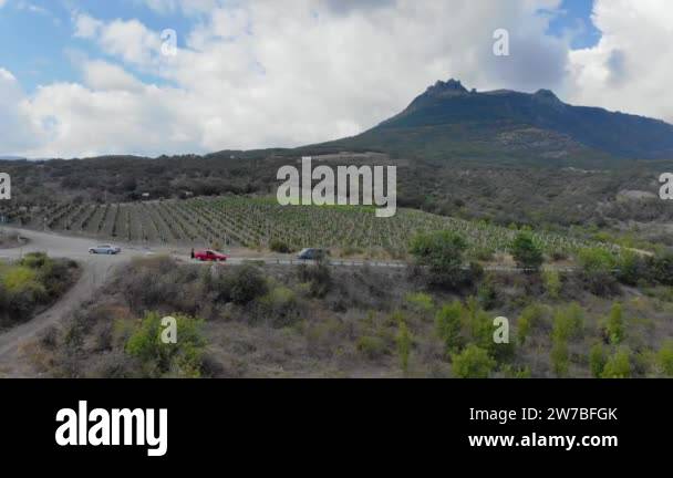 Aerial view of grape plantation. Cars drive along the road that crosses ...