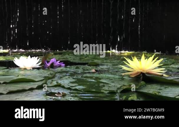 High resolution video of the lotus flower that accompanies the flow of ...