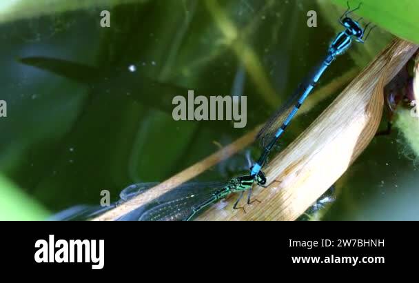 Azure damselfly larvae Stock Videos & Footage - HD and 4K Video Clips ...
