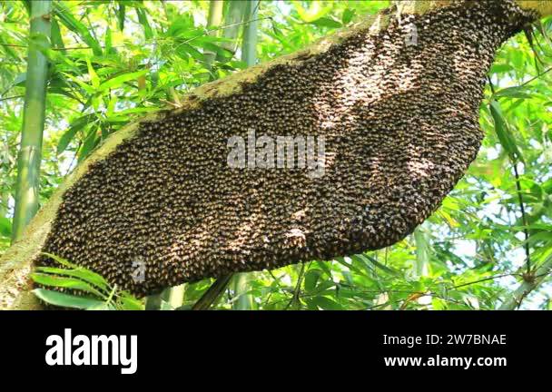 A single large giant honey bee comb hangs under a tree branch. Honeybee ...