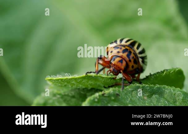 Bug eating leaf Stock Videos & Footage - HD and 4K Video Clips - Alamy