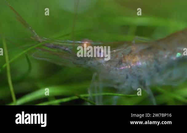 Transparent glass ghost shrimp in the hobby fish tank. Cleaner shrimp ...