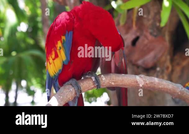 Red ara parrot close Stock Videos & Footage - HD and 4K Video Clips - Alamy