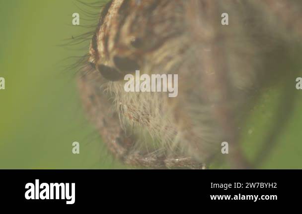 Spider face arachnid Stock Videos & Footage - HD and 4K Video Clips - Alamy