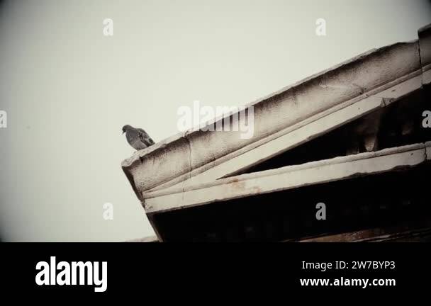 Bird of omen Stock Videos & Footage - HD and 4K Video Clips - Alamy