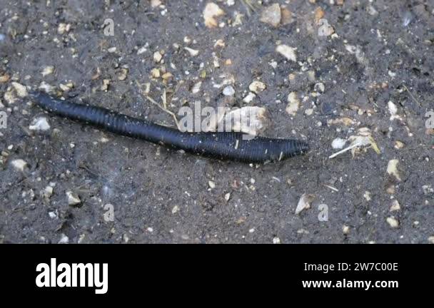 Aulastomum gulo Stock Videos & Footage - HD and 4K Video Clips - Alamy