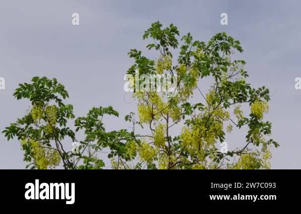 Cassia fistula, known as the golden rain tree, canafistula, and in ...