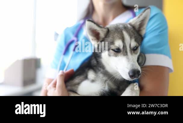 Vet doctor examining husky Stock Videos & Footage - HD and 4K Video ...