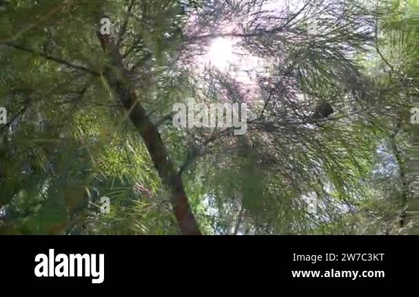 Magnificent forest temple Stock Videos & Footage - HD and 4K Video ...