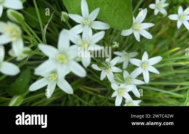 Top of flower Stock Videos & Footage - HD and 4K Video Clips - Alamy