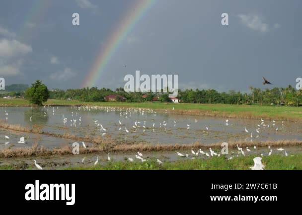 Rainbow colours bird Stock Videos & Footage - HD and 4K Video Clips - Alamy