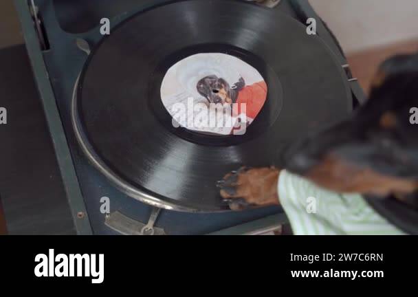 Cute dachshund puppy puts vinyl rotating disk on turntable to listen to music or record sounds ...