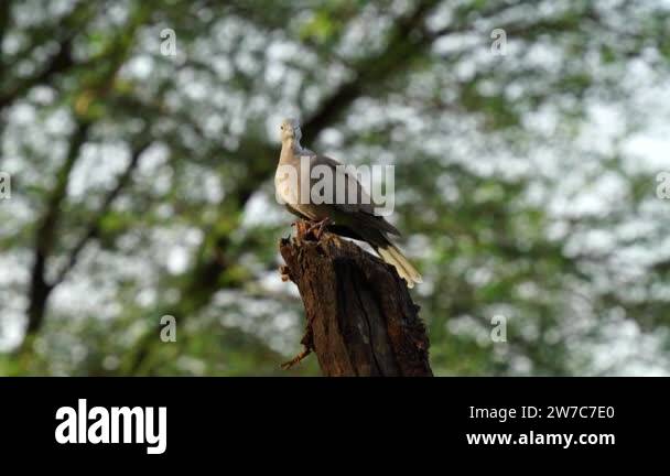 Pigeon on a tree limb Stock Videos & Footage - HD and 4K Video Clips ...