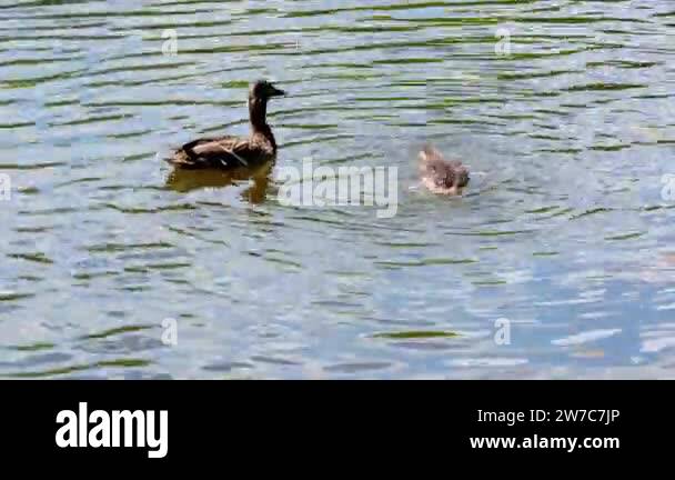 Duck and duckling swim in the pond. The duckling caught a fish. A ...