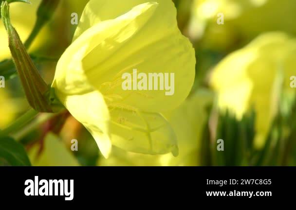 Evening primrose flower sways in the wind. Yellow floral background ...