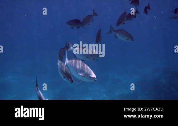 Tropical fish rudderfish Stock Videos & Footage - HD and 4K Video Clips ...