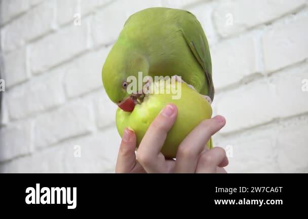 Parrot Eating Apple, Alexandrine Parakeet Bird Eats Fruits, Child, Kid ...
