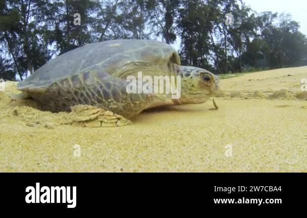 Green turtle on beach Stock Videos & Footage - HD and 4K Video Clips ...