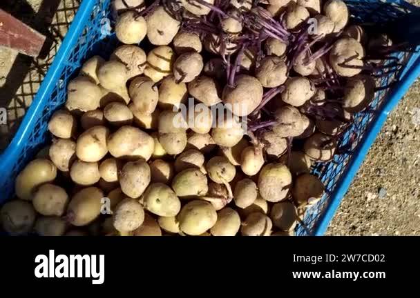 Origin of the potato Stock Videos & Footage - HD and 4K Video Clips - Alamy