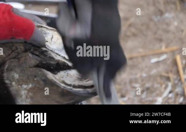Hoof mapping Stock Videos & Footage - HD and 4K Video Clips - Alamy