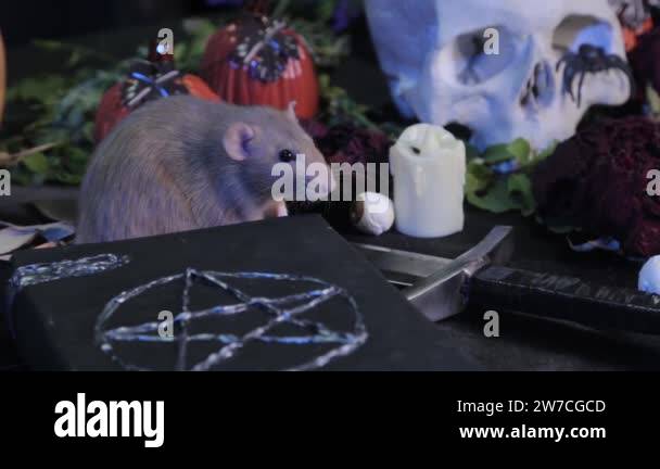 In a dark room, a white rat sits on a table next to a black book with a ...