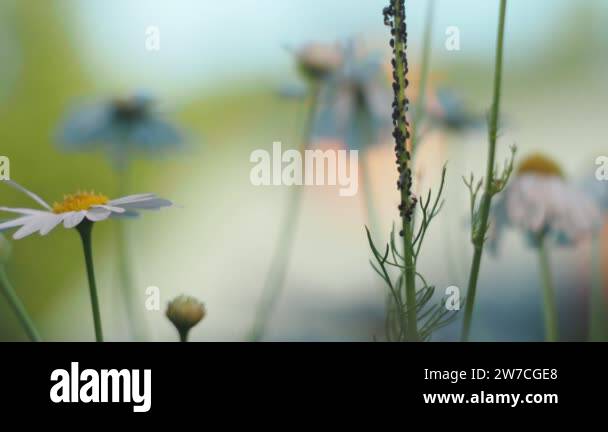 Insects, ants. Ants guard and tickle with their antennae a colony of ...