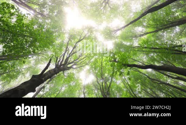 Tree in forest with sunlight. The sun rays through branches of trees ...