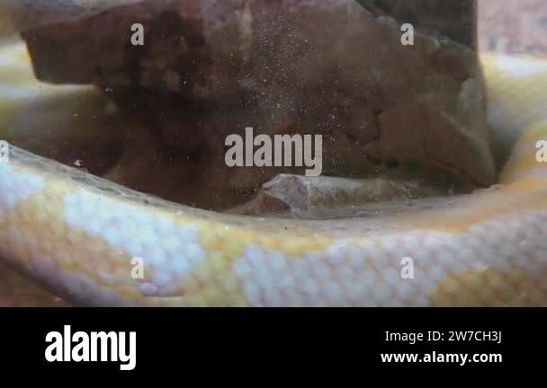 The albino royal yellow python changes skin. The Pythonidae is a family ...