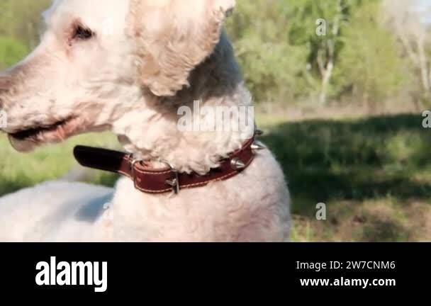 Guard dog poodle Stock Videos & Footage - HD and 4K Video Clips - Alamy