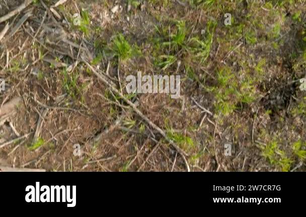 Aerial flying forward over a felled forest with fallen and uprooted ...