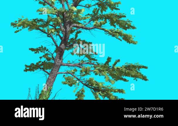 Plitvice Maple Chroma Key Blue Screen Inclined Tree With Green Leaves ...