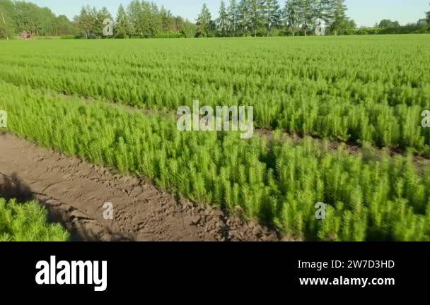 Planting young pine seedlings for forest reproduction. Cultivation of ...