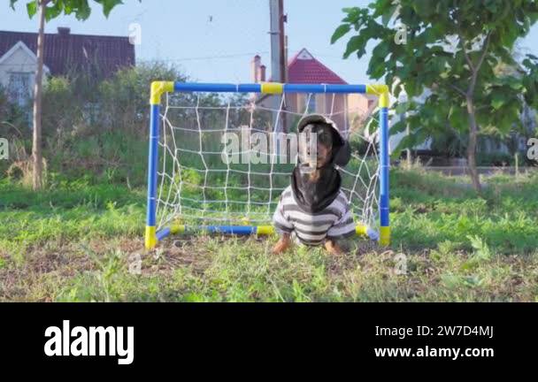 Funny gate Stock Videos & Footage - HD and 4K Video Clips - Alamy