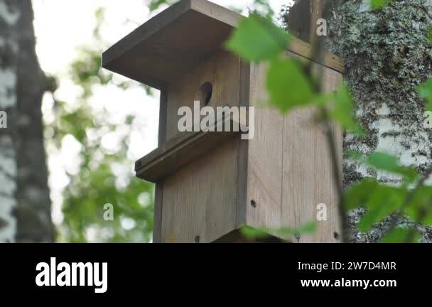 Spotted flycatcher house Stock Videos & Footage - HD and 4K Video Clips ...