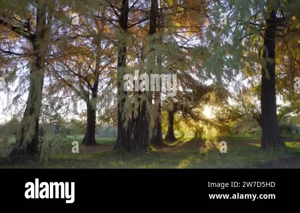 autumn cypress trees with wonderful full colors in a forest from ...