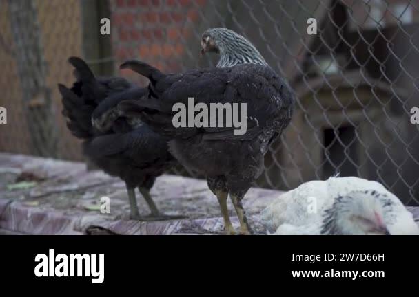 Paddock background Stock Videos & Footage - HD and 4K Video Clips - Alamy