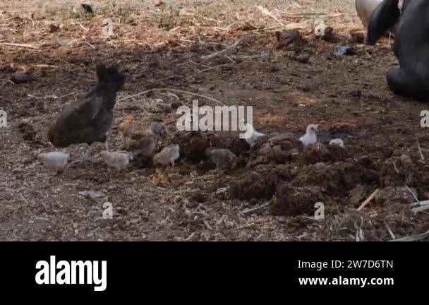 Baby chickens walking hen Stock Videos & Footage - HD and 4K Video ...
