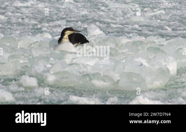 Black-throated loon (Gavia arctica), a bird freezes on floating ice in ...