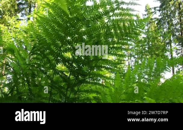 Ferns of the lower tier of the forest. Ferns sway in the wind ...